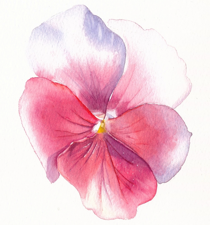 Fleur à l'aquarelle (réaliste), démonstration vidéo - Peindre à l ...